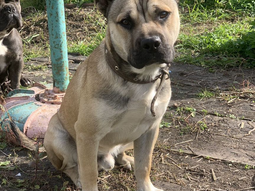 Собака от булли и стафа