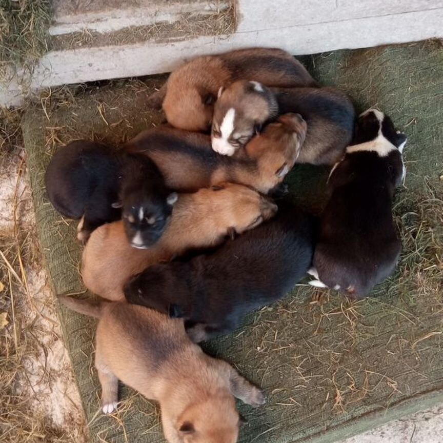 Щенки охранники бесплатно