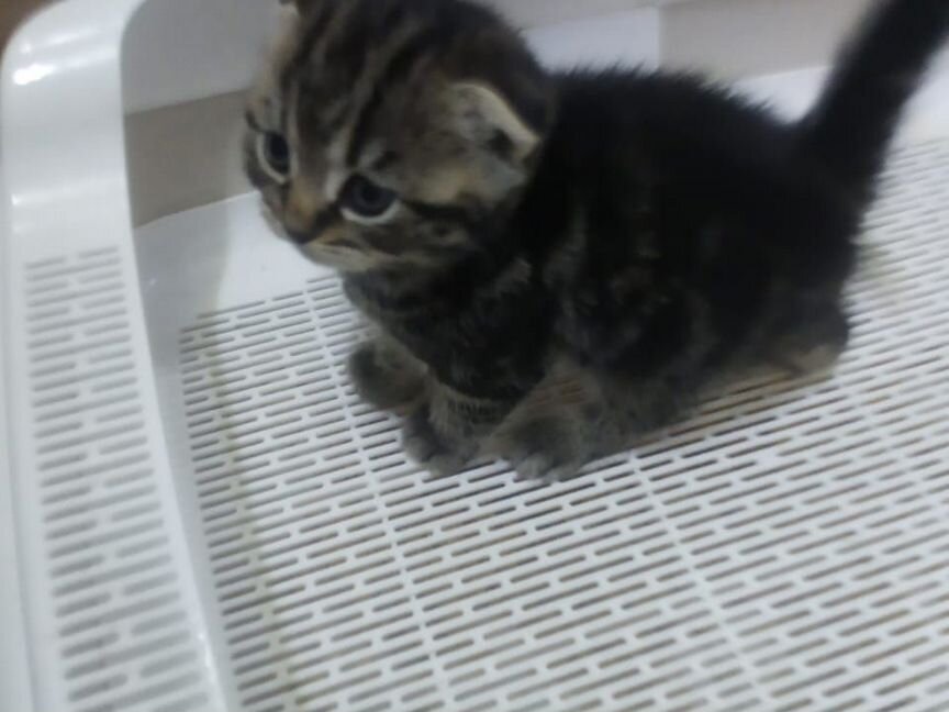 Кошки