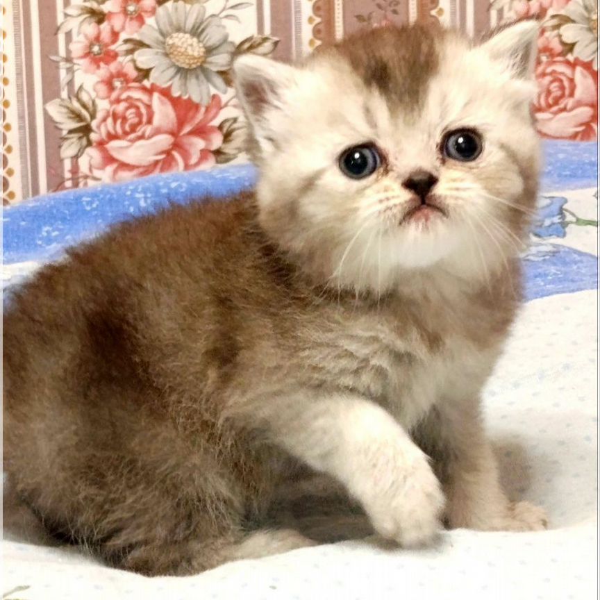 Шотландский прямоухий короткошёрстный котёнок