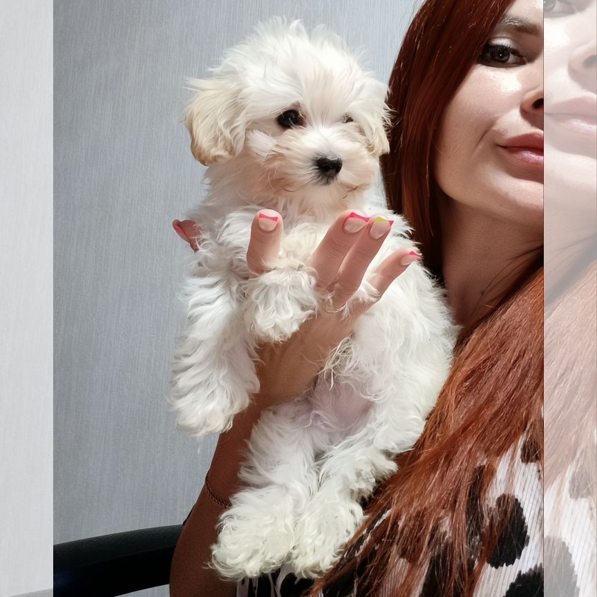 Мальтипу, щенок