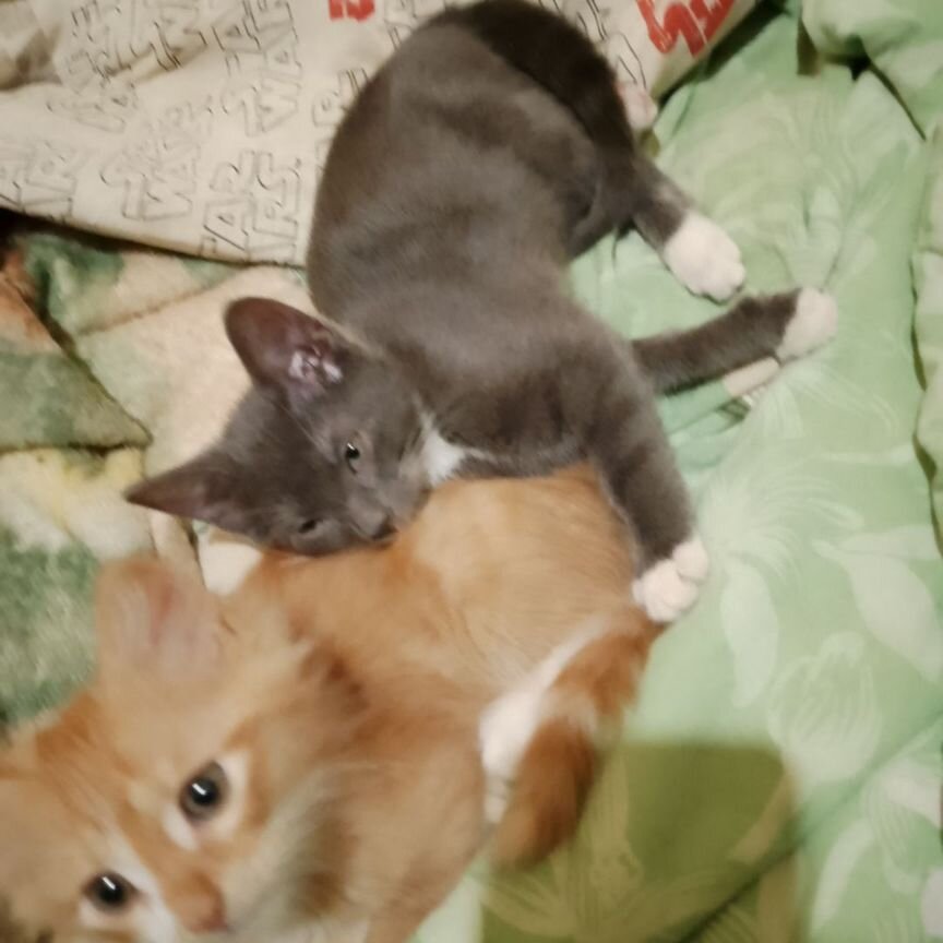 Котята