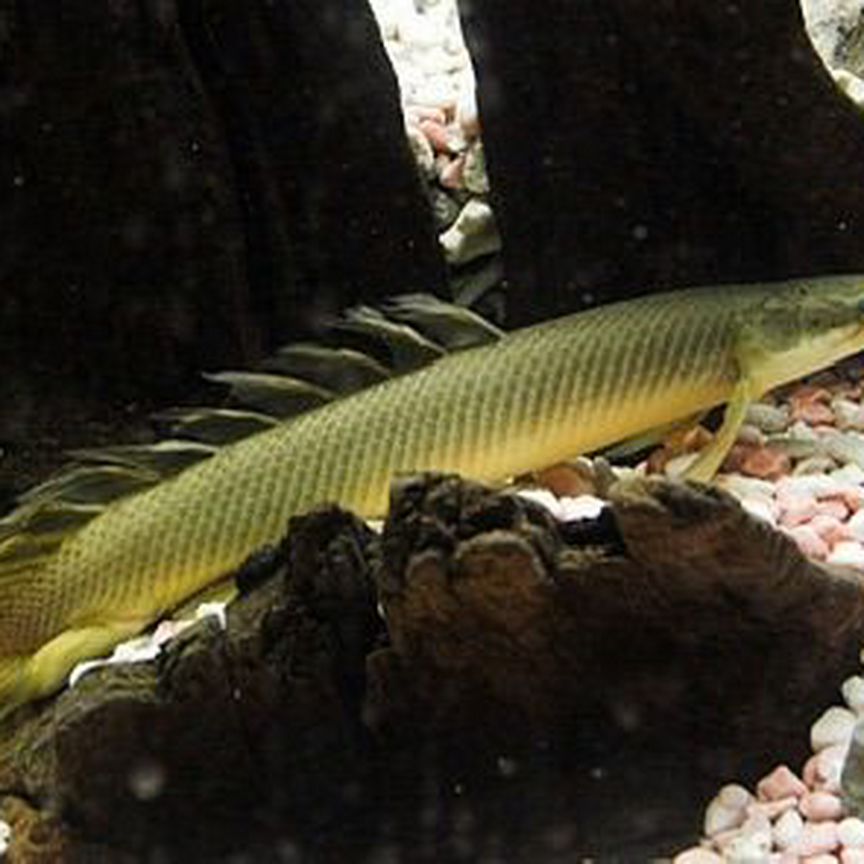 Полиптерус сенегальский