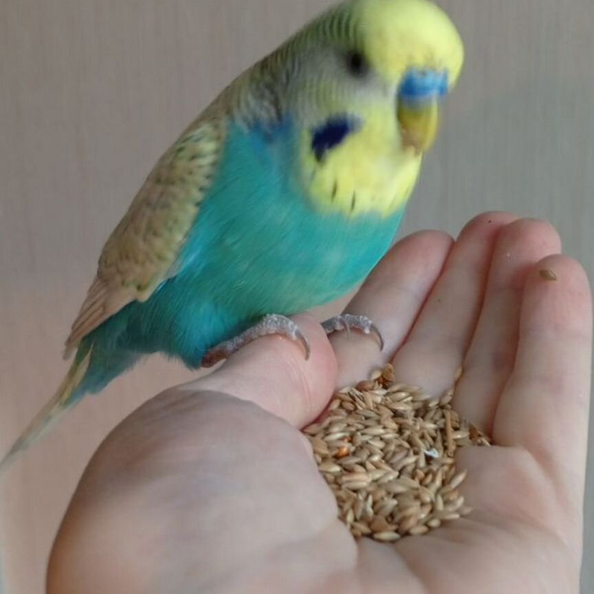 Волнистый попугай Самец