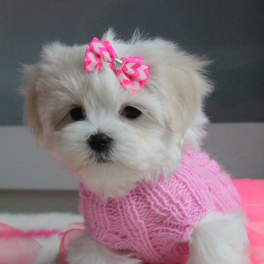 Мальтипу, щенок