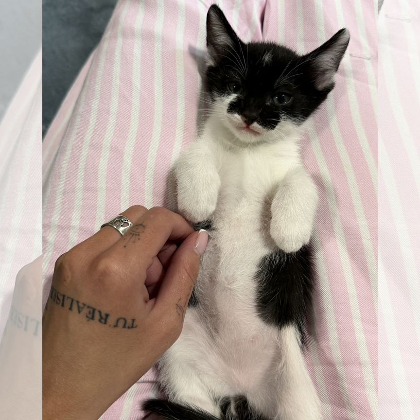 Котёнок в добрые руки