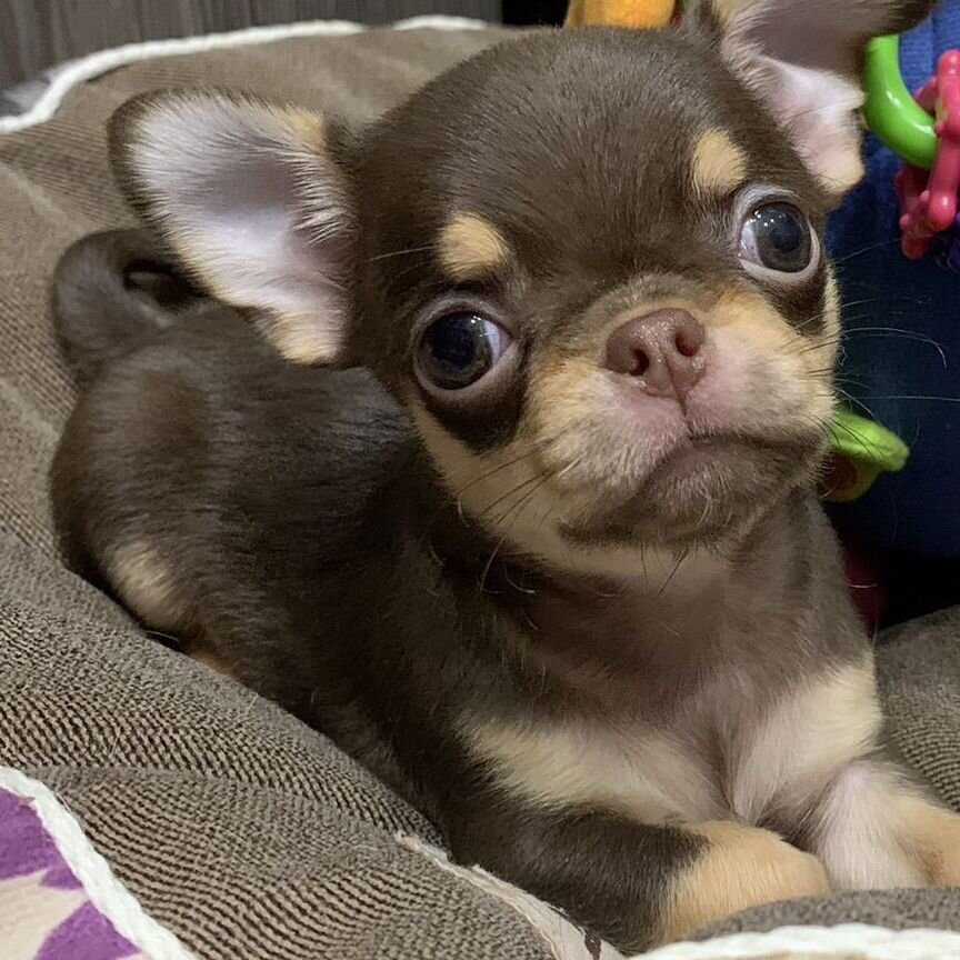 Шикарная девочка шоколадно подпалая кш РКФ