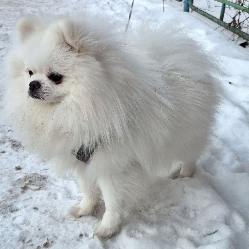 Немецкий шпиц вязка