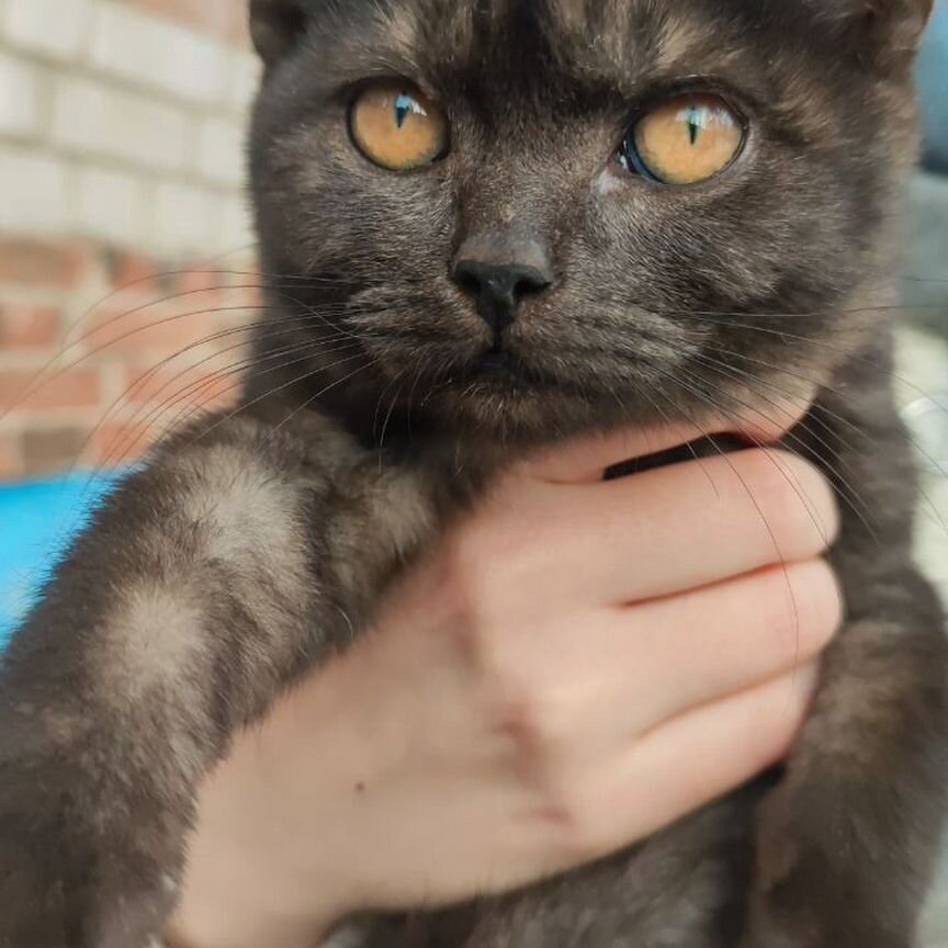 Котёнок девочка в добрые руки
