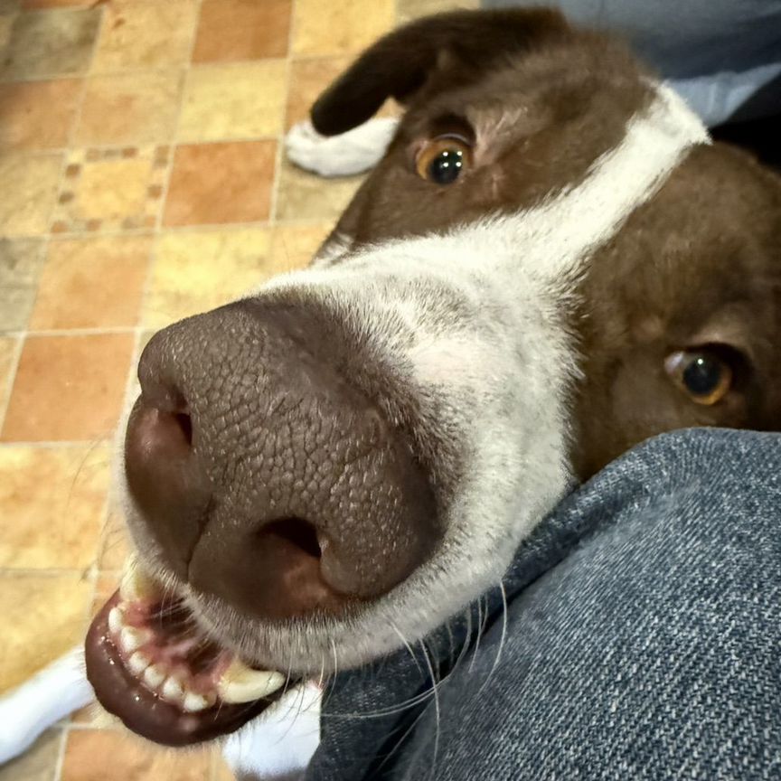 Взрослый пёс в добрые руки