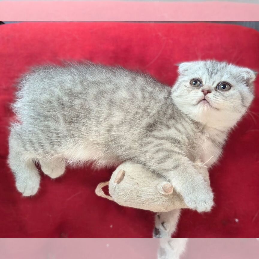 Шотландский вислоухий короткошёрстный котёнок