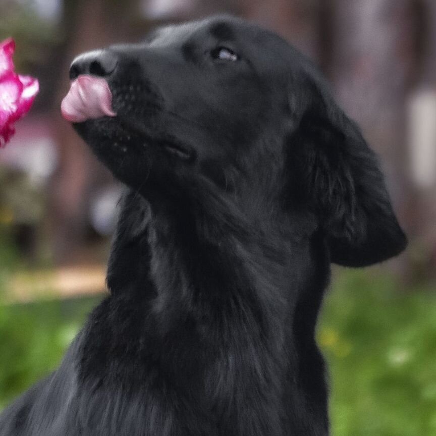 Подросток Прямошерстного Ретривера