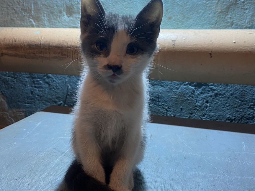 Котенок в добрые руки