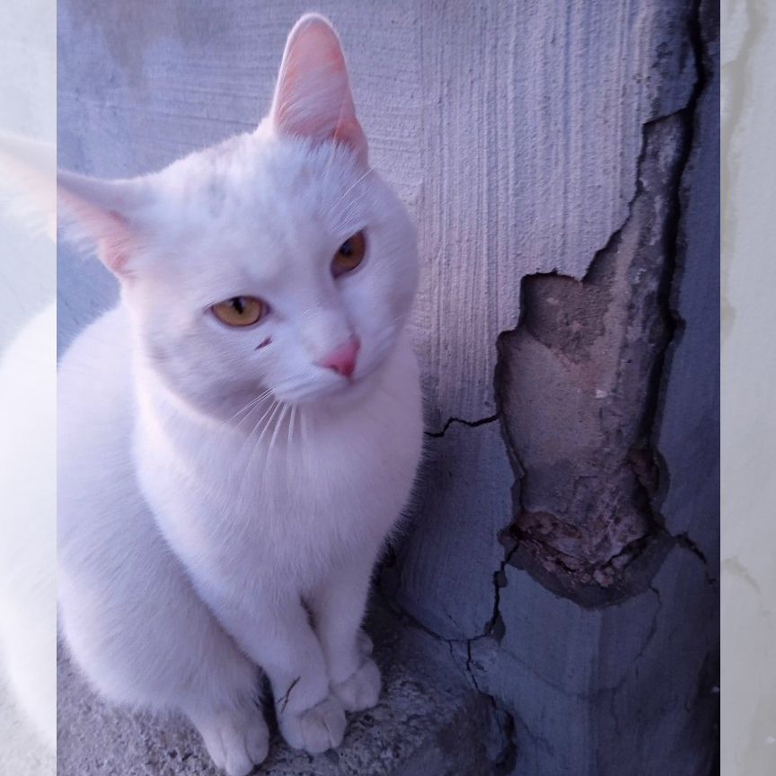 Взрослый кот в добрые руки