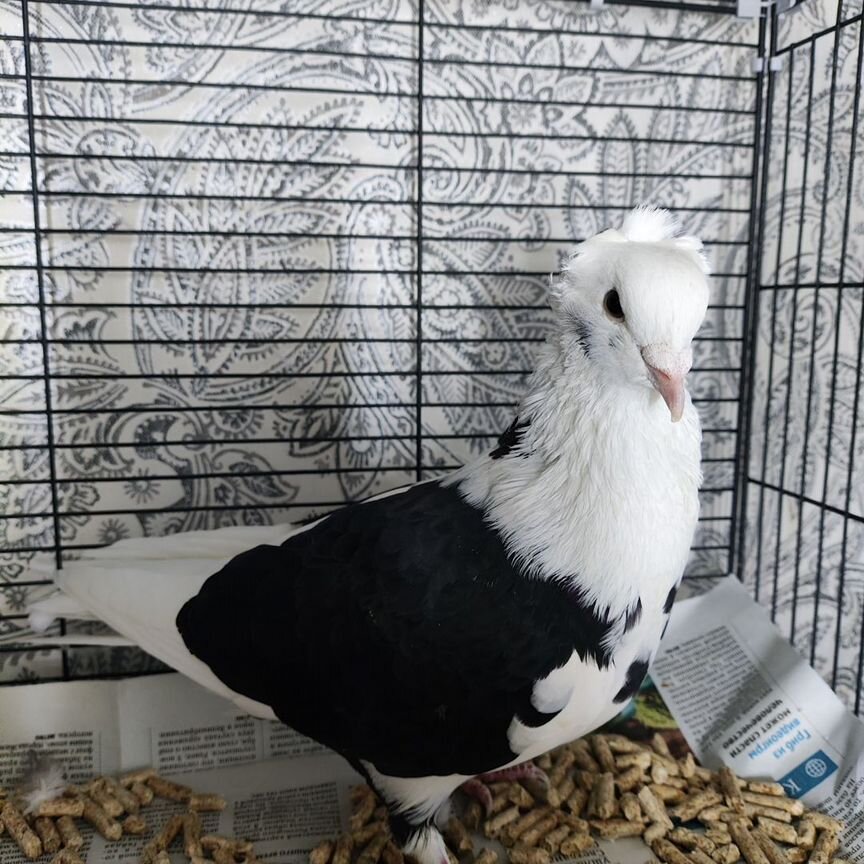 Голуби с клеткой