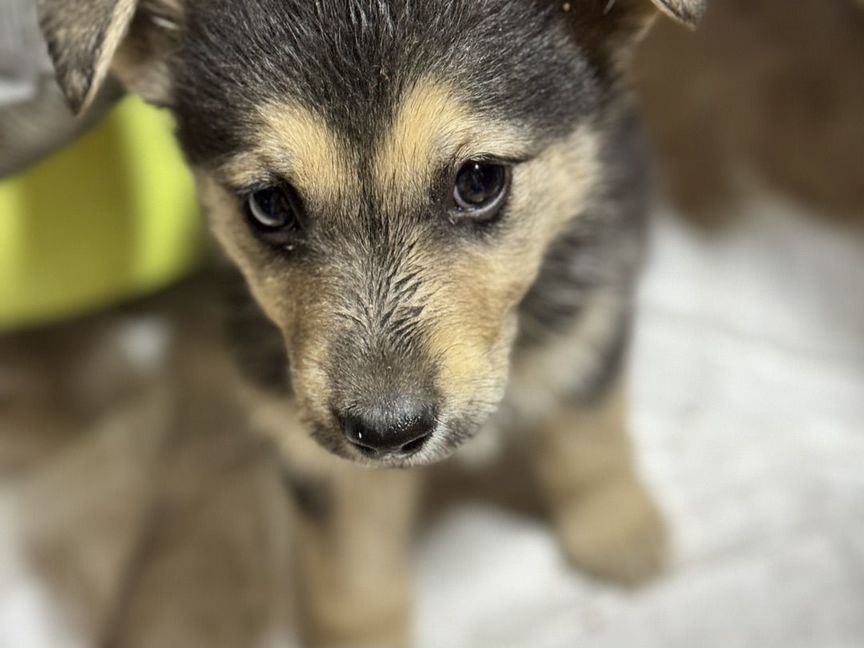 Щенки мальчики и девочки