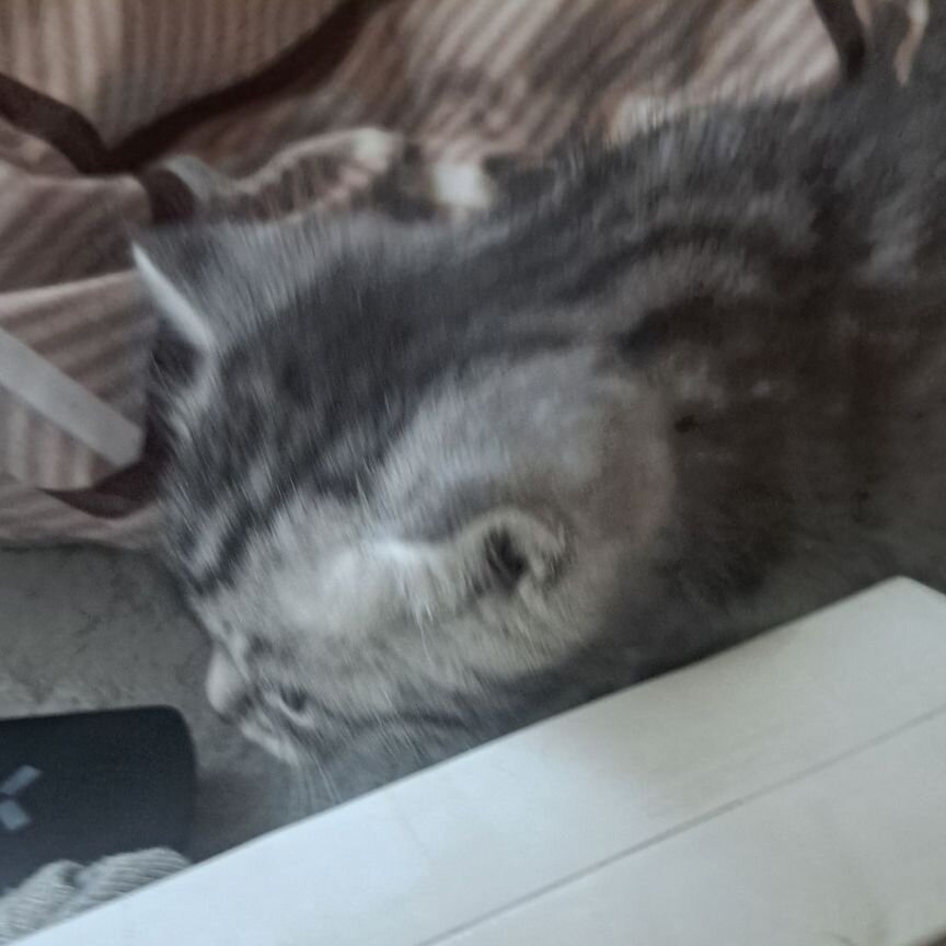 Шотландский вислоухий длинношёрстный котёнок
