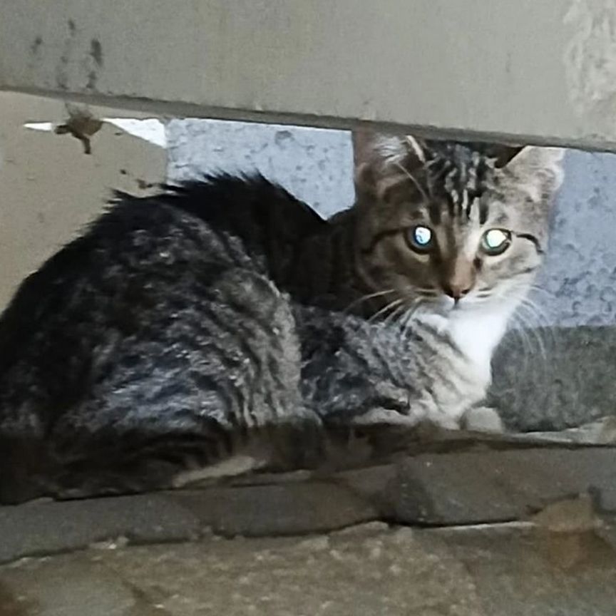 Котята в подвале ищут дом. Жизнь на волоске
