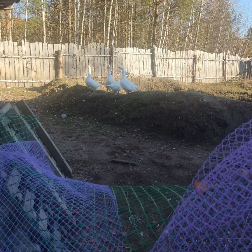Гуси