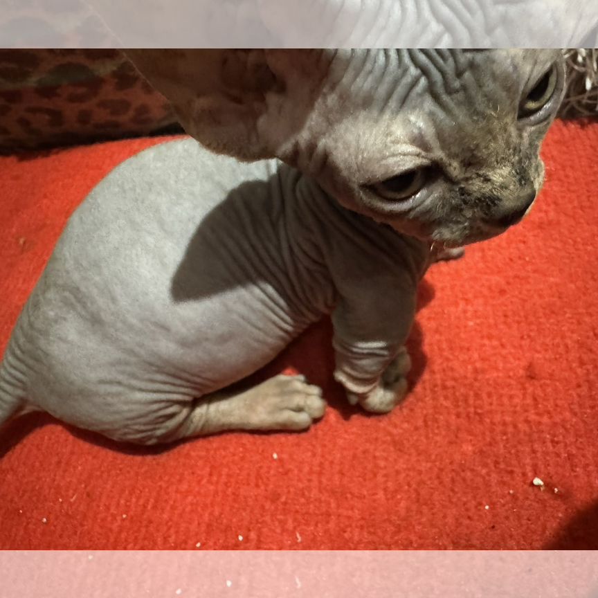 Канадский сфинкс котёнок