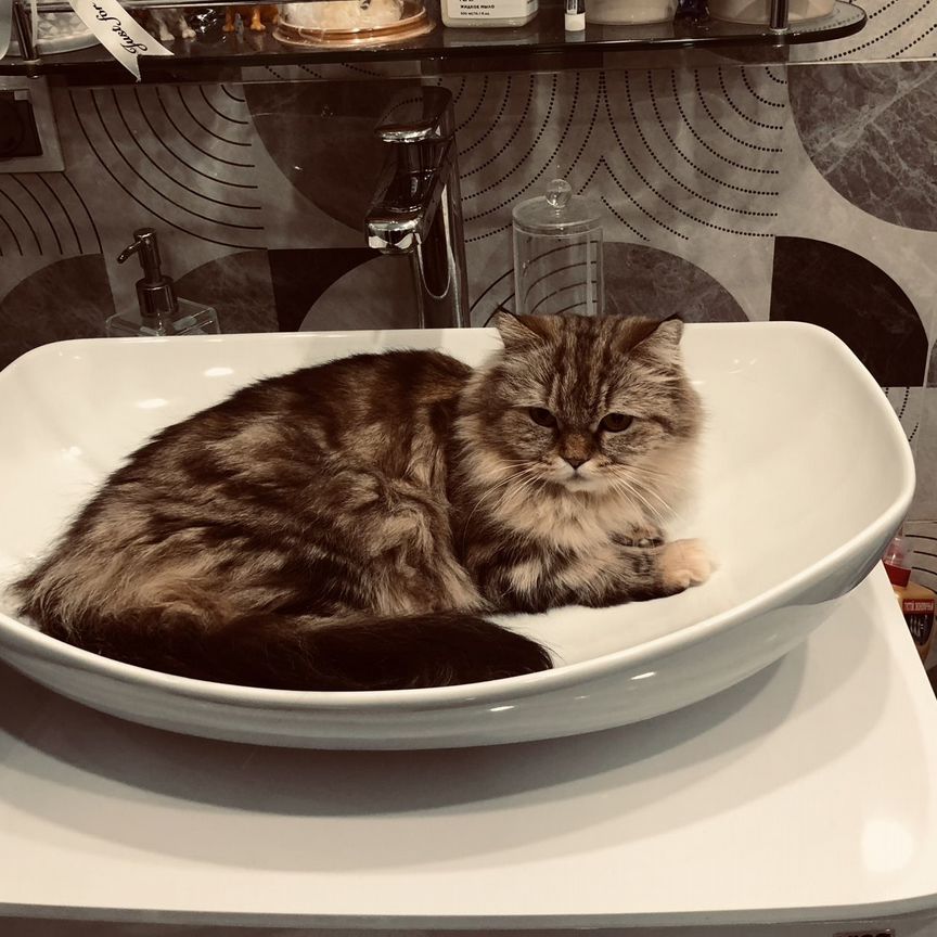 Кошка шотландская Хайленд страйт
