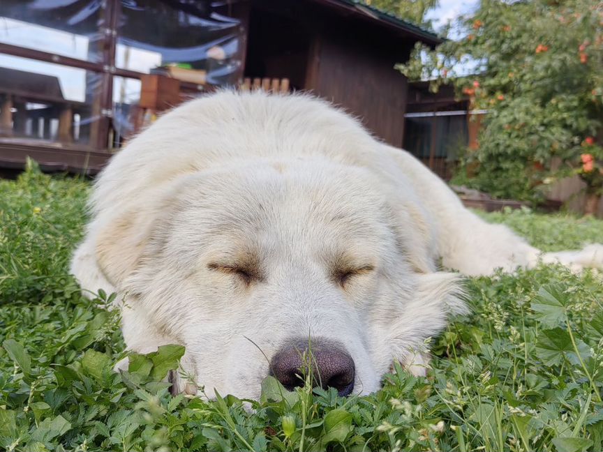 Себастьян, отдам бесплатно