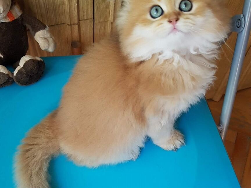 Клубные золотые длинношерстные