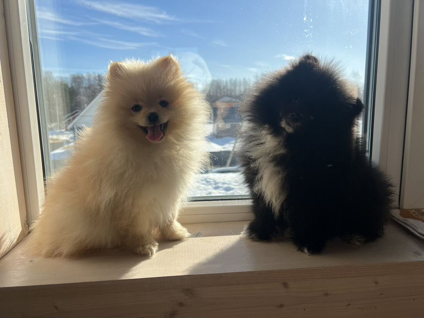 Щенки померанского шпица медвежьего типа