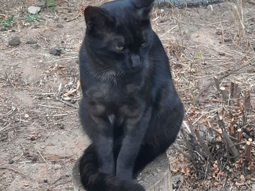 Кот
