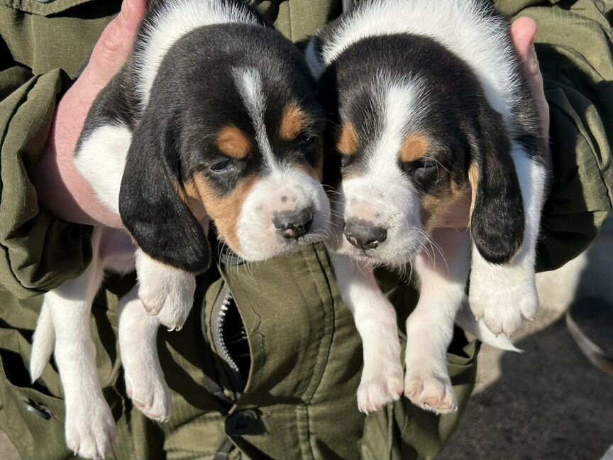 Эстонская гончая щенки