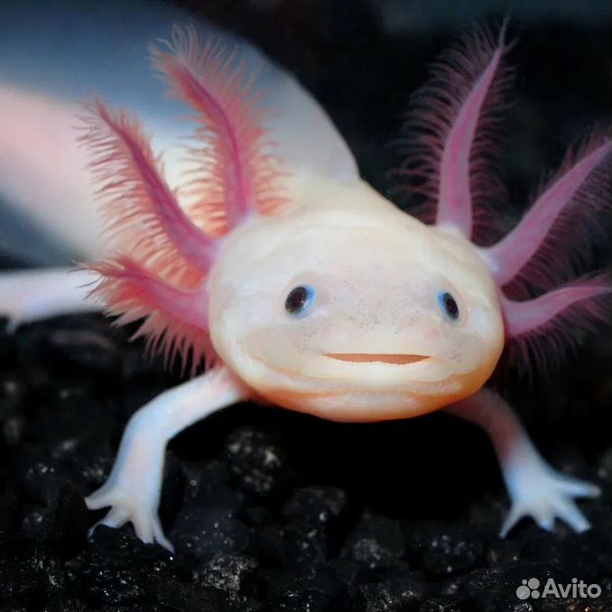 Аксолотль белый