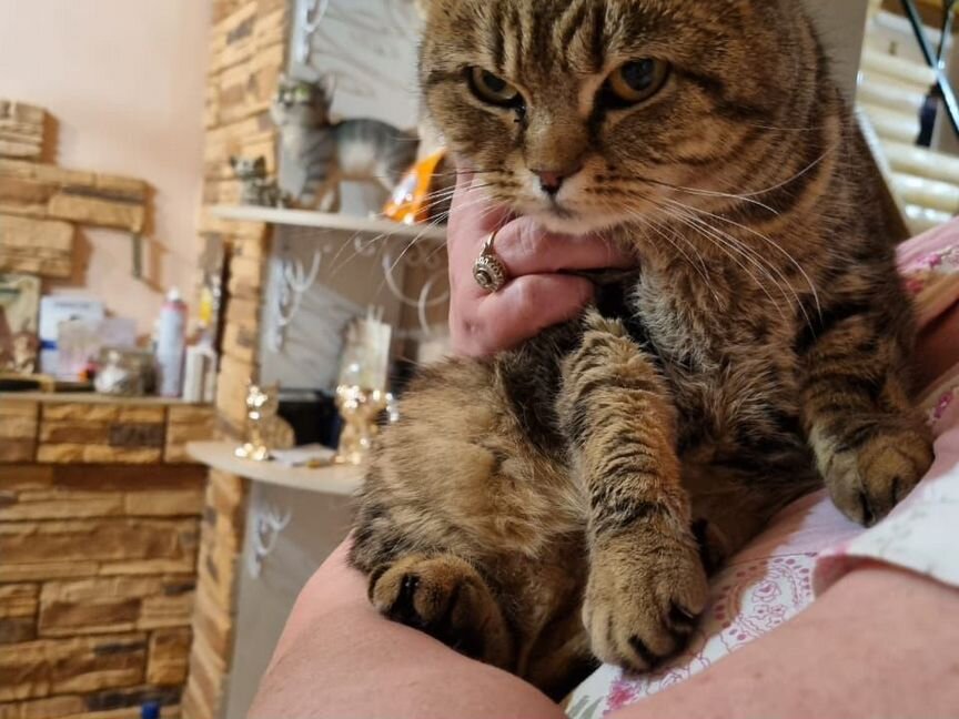 Кошка Мурка