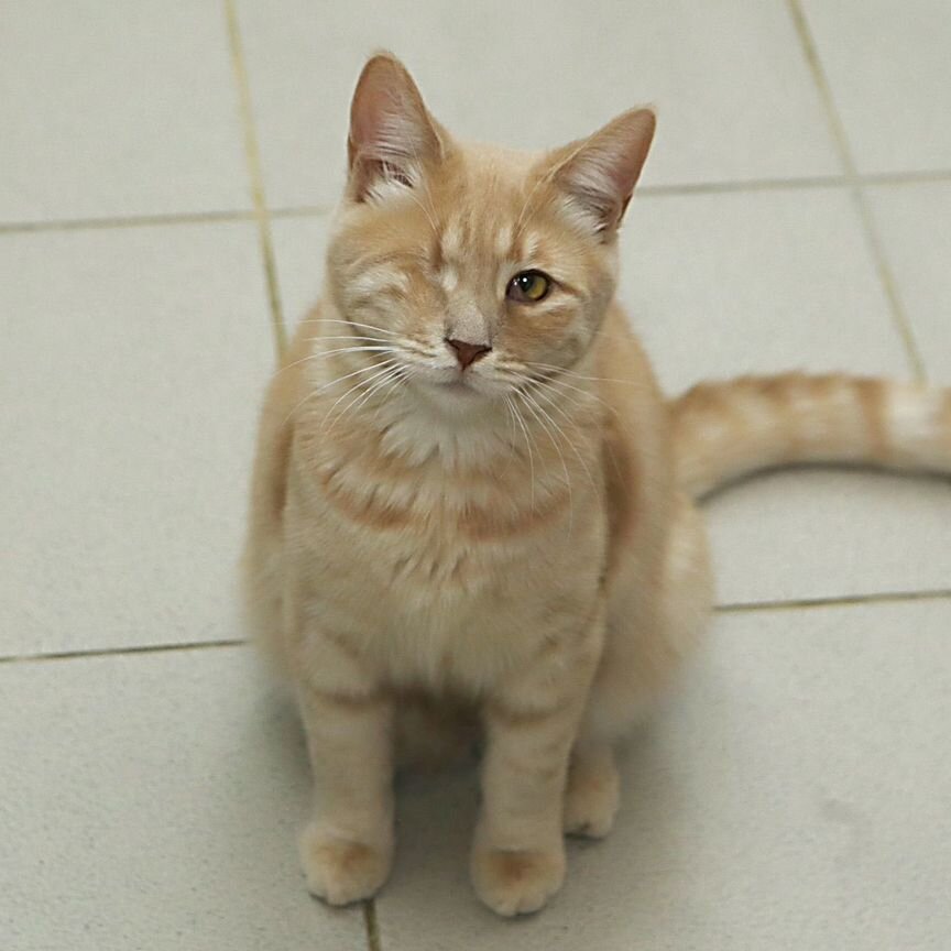 Особенный молодой котик Антошка