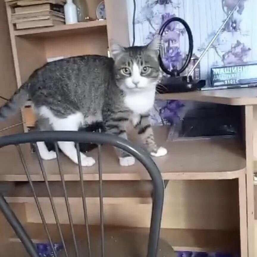 Кот