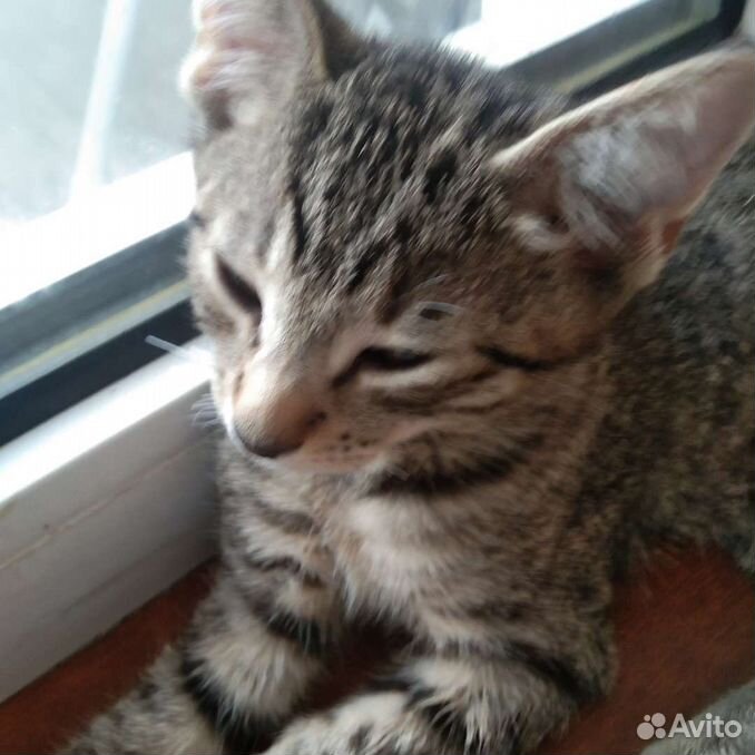 Котенок британский мальчик 2 месяца