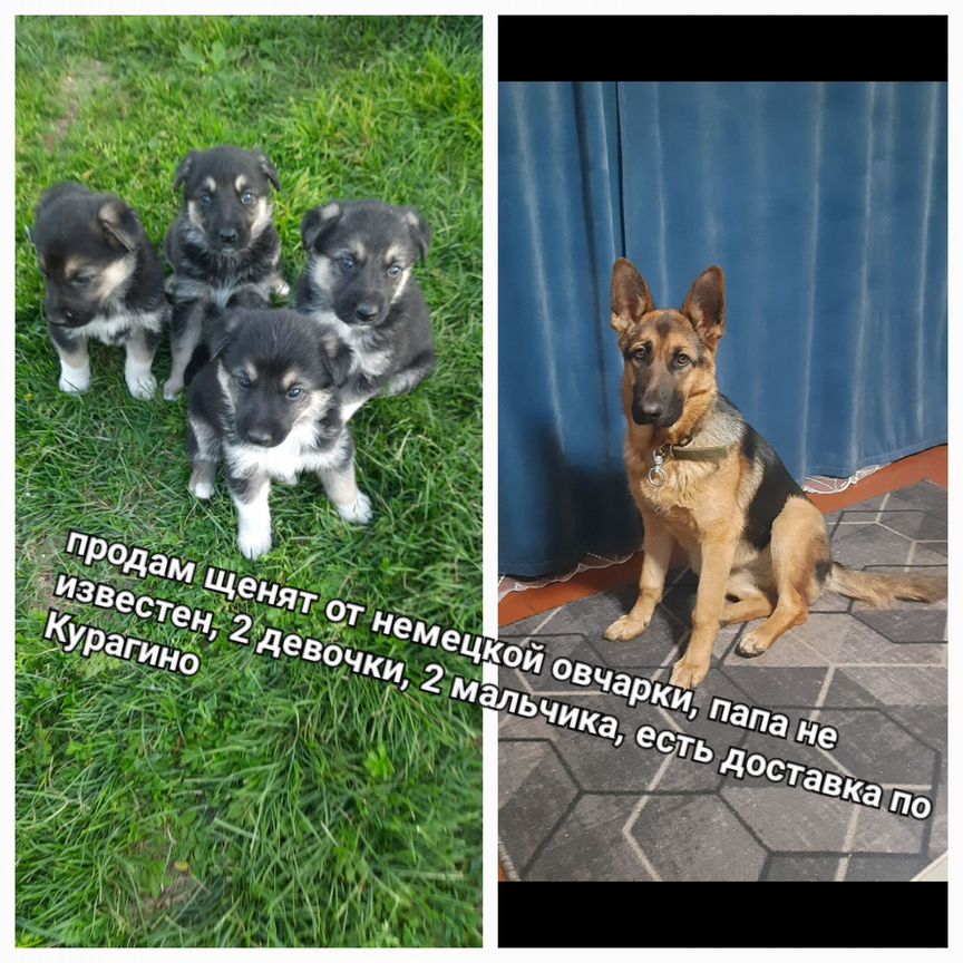 Продам щенят