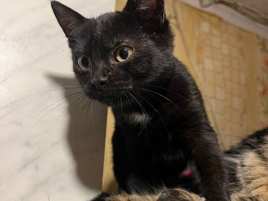 Черная кошка красоточка Jane