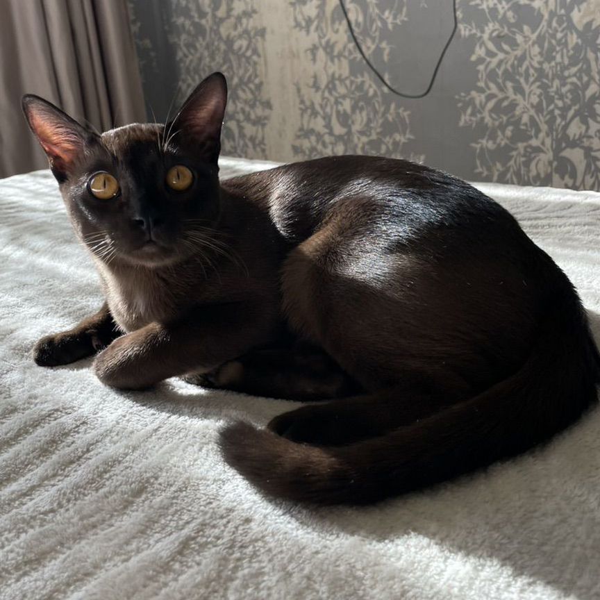 Ищем кошку для вязки