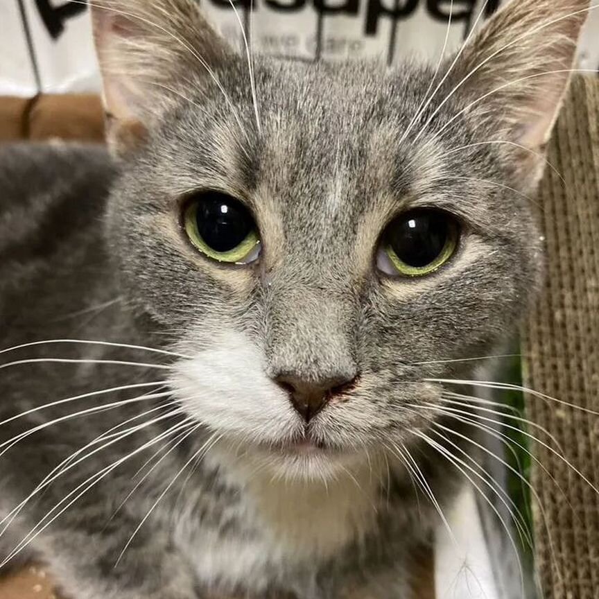 Кошка