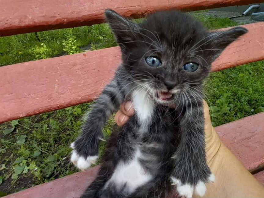 Котёнок девочка в добрые руки