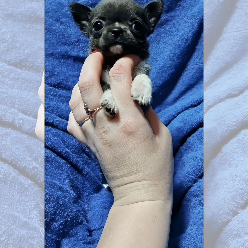 Чихуахуа, щенок