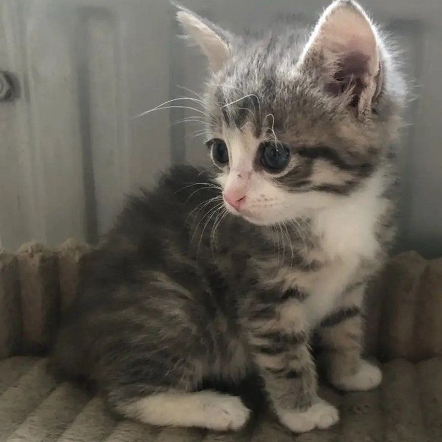 Котёнок в добрые руки