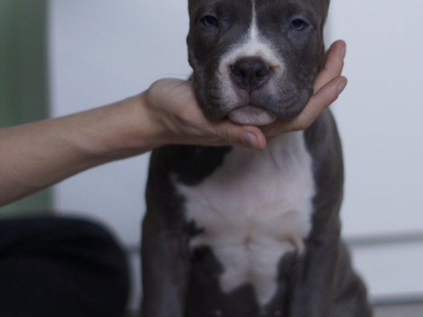 Невероятные щенки (Документы РКФ)