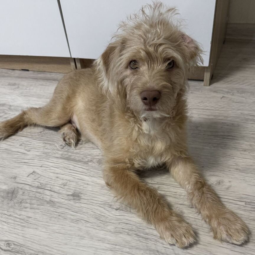 Мальтипу, щенок