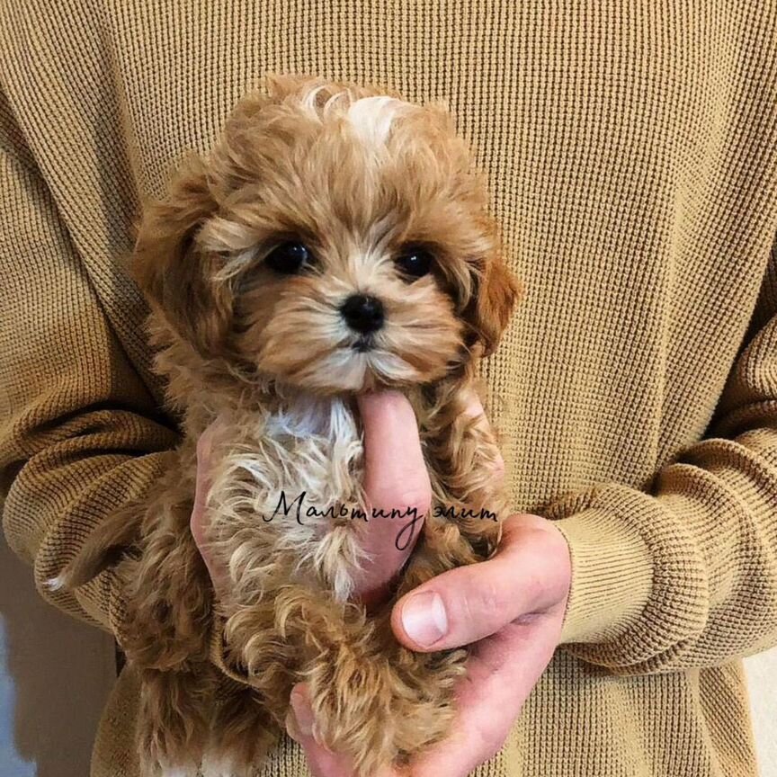 Мальтипу Ф1 мини и микро