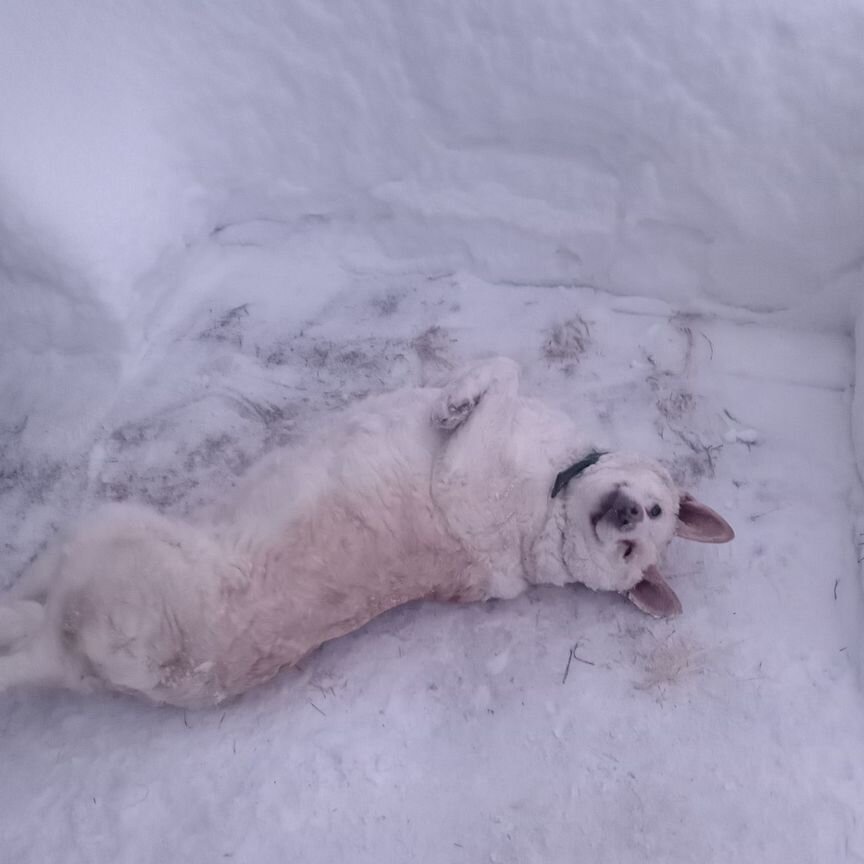 Взрослая собака в добрые руки