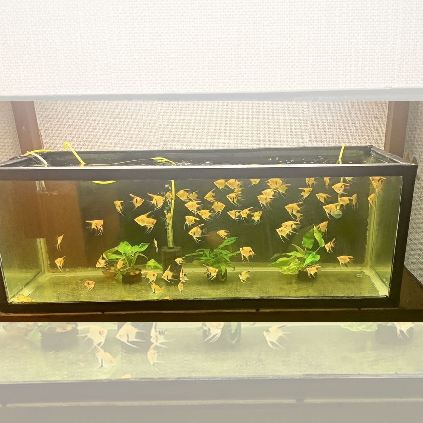 Рыба, кск разведения на местной воде