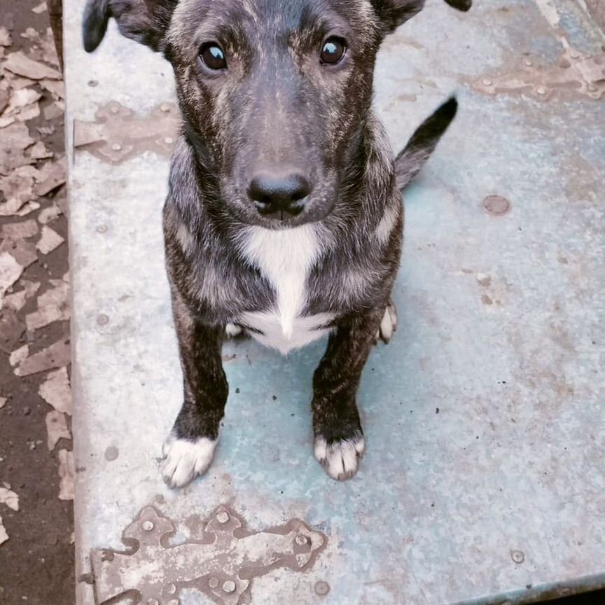 Щенки в добрые руки