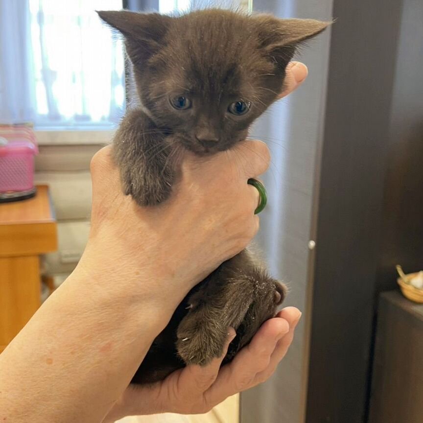 Отдам котенка в добрые руки