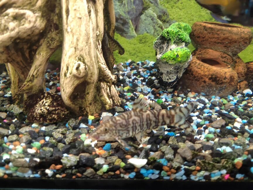 Боция мраморная